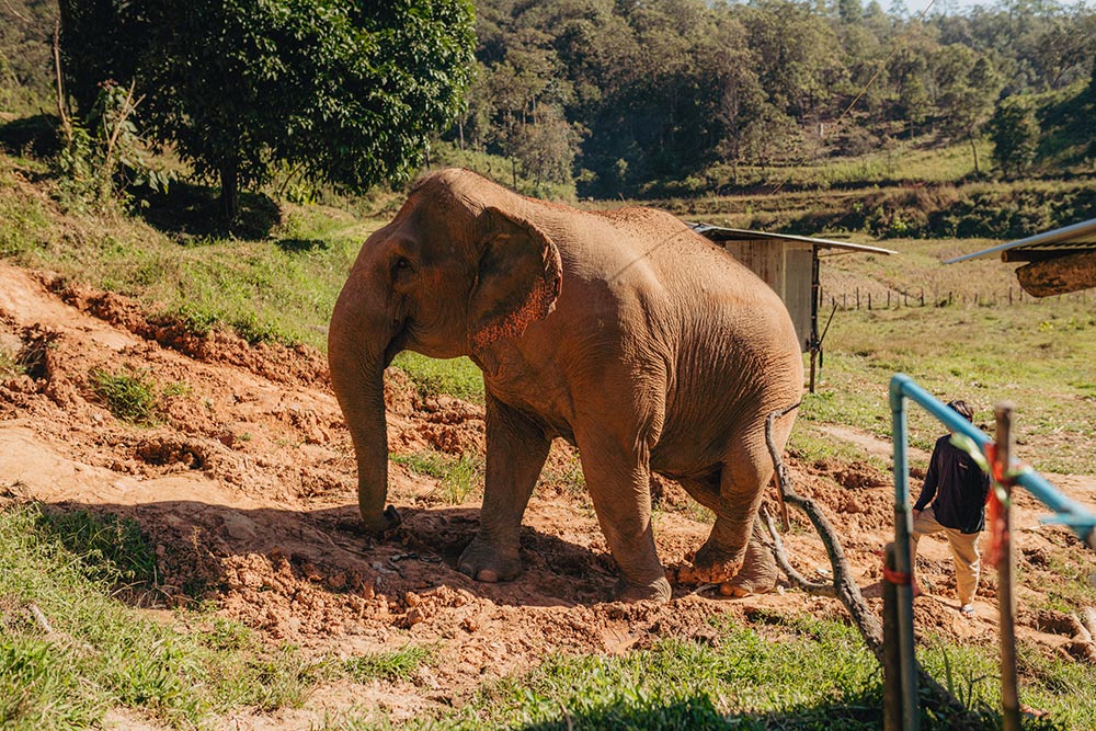 Elephant Sanctuary in Chiang Mai - Chiang Mai Elephant Sanctuary