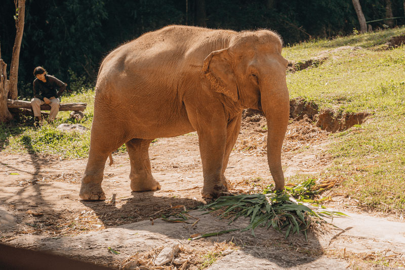 Elephant Sanctuary in Chiang Mai - Chiang Mai Elephant Sanctuary